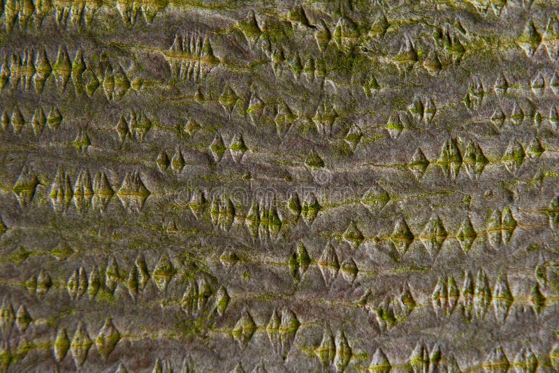 Lozenge Shape Spring Stock Photos - Free & Royalty-Free Stock Photos ...