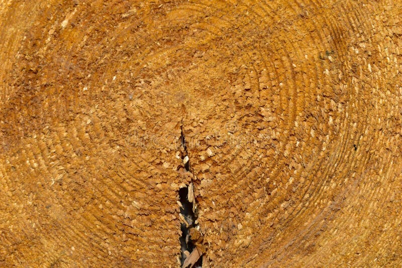 Wooden Pattern of a Fresh Cut of an Old Timber Structure Stock Photo ...