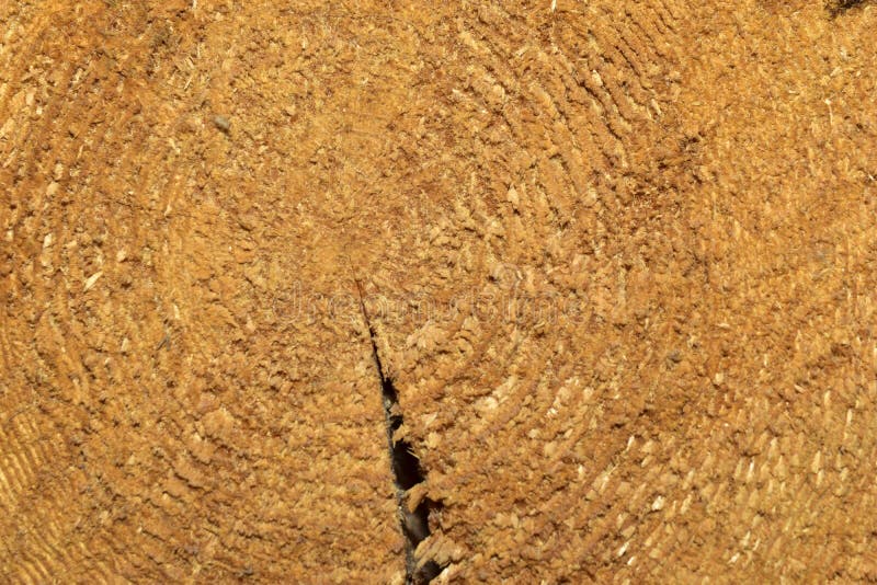 Wooden Pattern of a Fresh Cut of an Old Timber Structure Stock Image ...