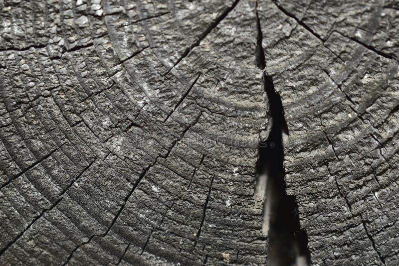Wooden Pattern of a Slice of the Old Rotten Timber Stock Image - Image ...