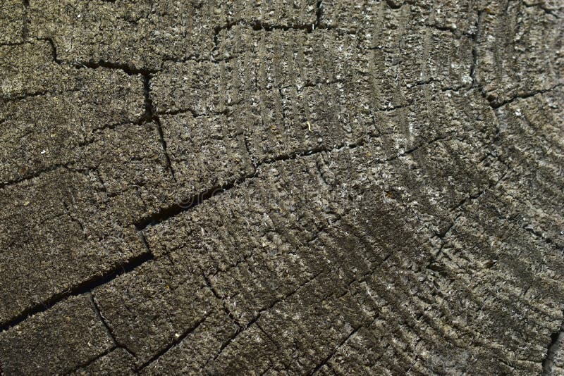 Wooden Pattern of a Slice of the Old Rotten Timber Stock Photo - Image ...