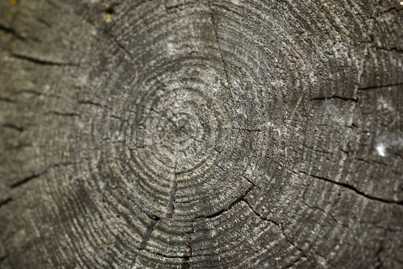 Wooden Pattern of a Slice of the Old Rotten Timber Stock Image - Image ...