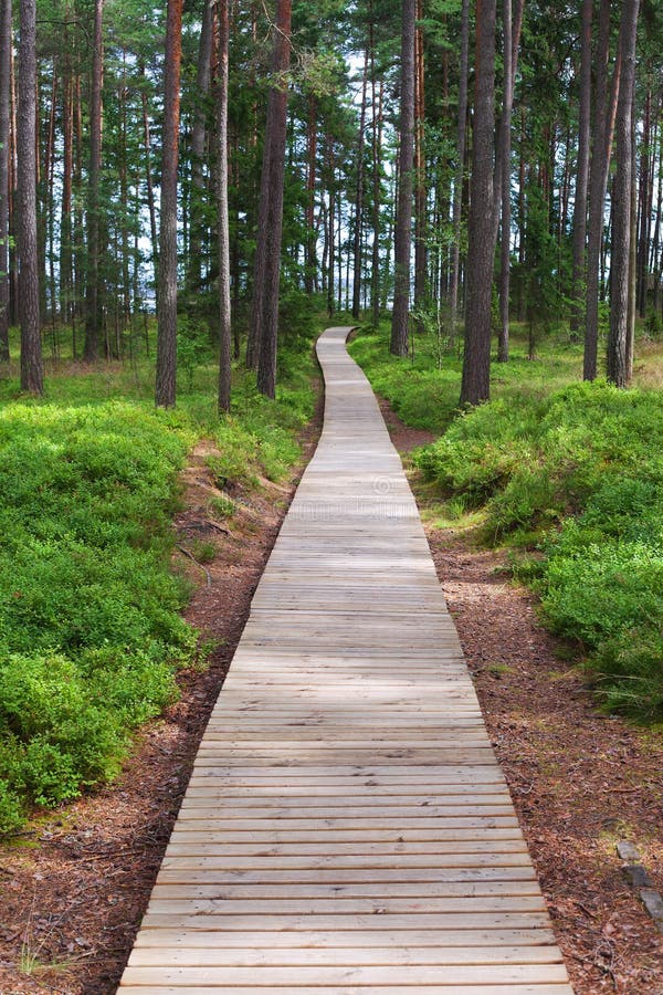 Wooden pavement. stock image. Image of park, nature, forest - 26166273
