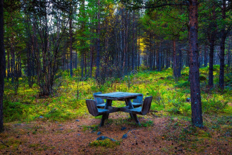 Wooden Picnic Table in a Forest Stock Photo - Image of leisure, empty ...