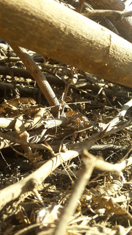 A Wooden Piece with Morning Sun RiseðŸ˜ŠðŸ˜Š Stock Photo - Image of ...