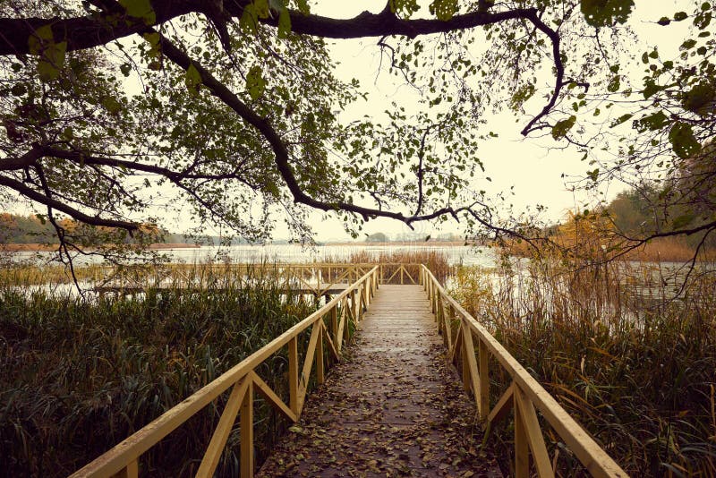 Wooden Pier with Leaves and Tree Branches Stock Image - Image of nature ...