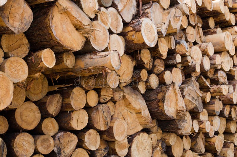 Wooden pine logs with bark stock photo. Image of firewood - 95039436