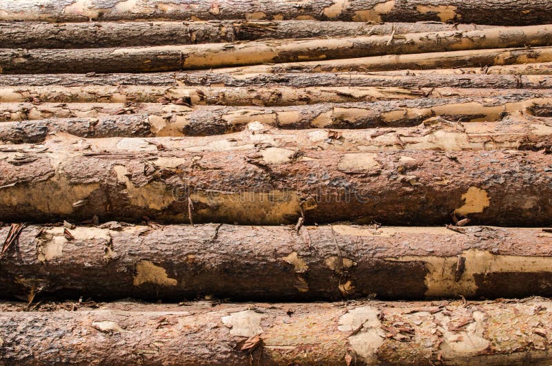 Wooden pine logs with bark stock photo. Image of firewood - 95060732