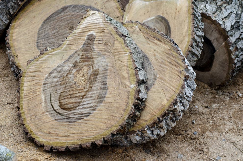 Wooden Plank. Cut a Tree. the Core of a Tree Trunk. Slab Cut, Cut. Bark ...