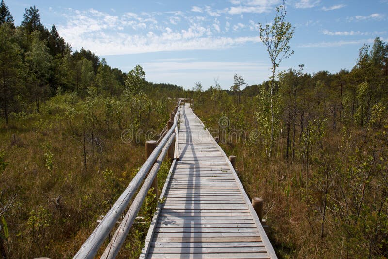 Wooden plank path stock image. Image of path, plant, pathway - 64681247