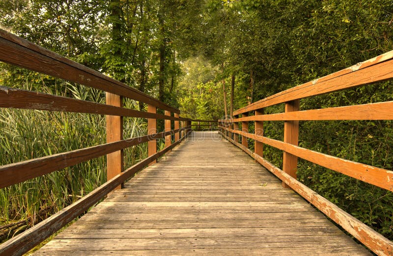 Wooden Planked Walkway in the Woods Stock Photo - Image of walkway ...