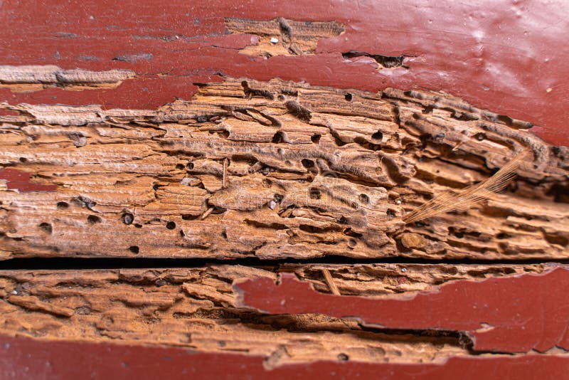 Wooden Planks Infested with Pests Close-up Stock Image - Image of ...