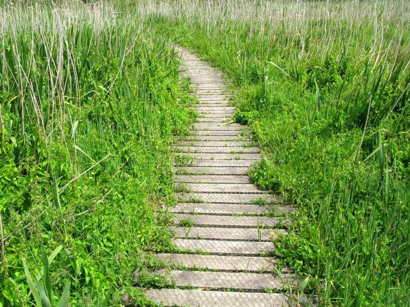 Wooden planks nature path. stock image. Image of park - 6059033