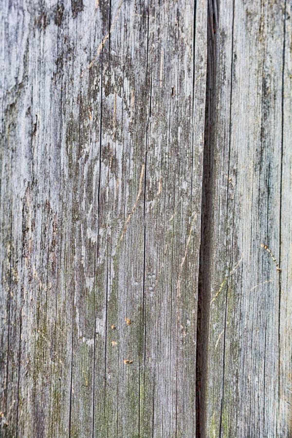 Wooden planks. Texture stock photo. Image of pale, improvement - 91538956