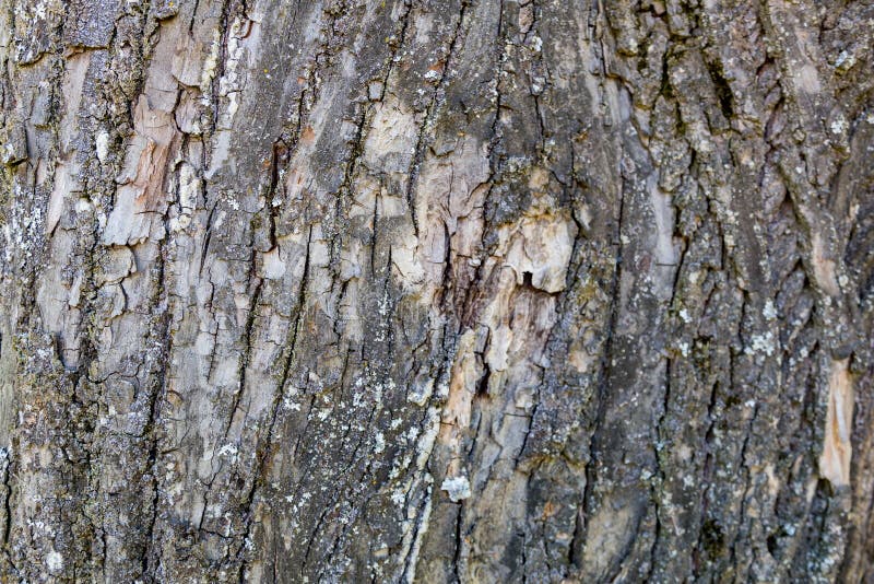 Wooden planks. Texture stock photo. Image of construction - 94755192