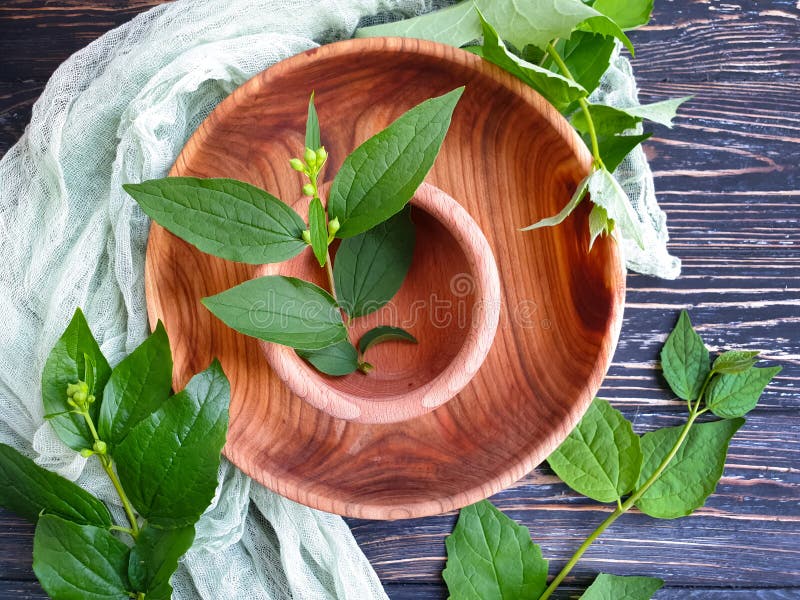 Wooden Plate, Green Branch Frame Decorative Design on Wooden Background ...