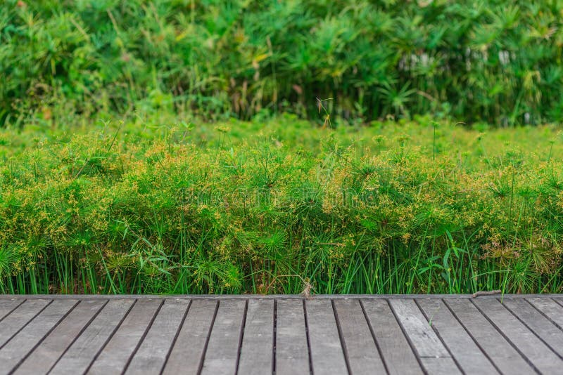 Wooden Platform on Green Background Stock Photo - Image of deck ...