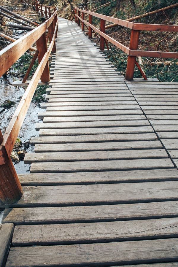 Wooden Platform in the Forest Stock Photo - Image of lapataia, jungle ...