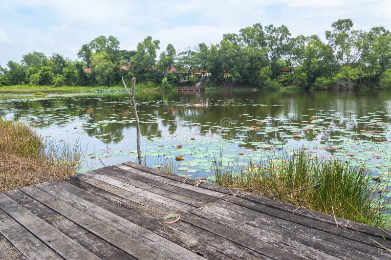Wooden platform stock image. Image of bridge, reed, outdoors - 35243827