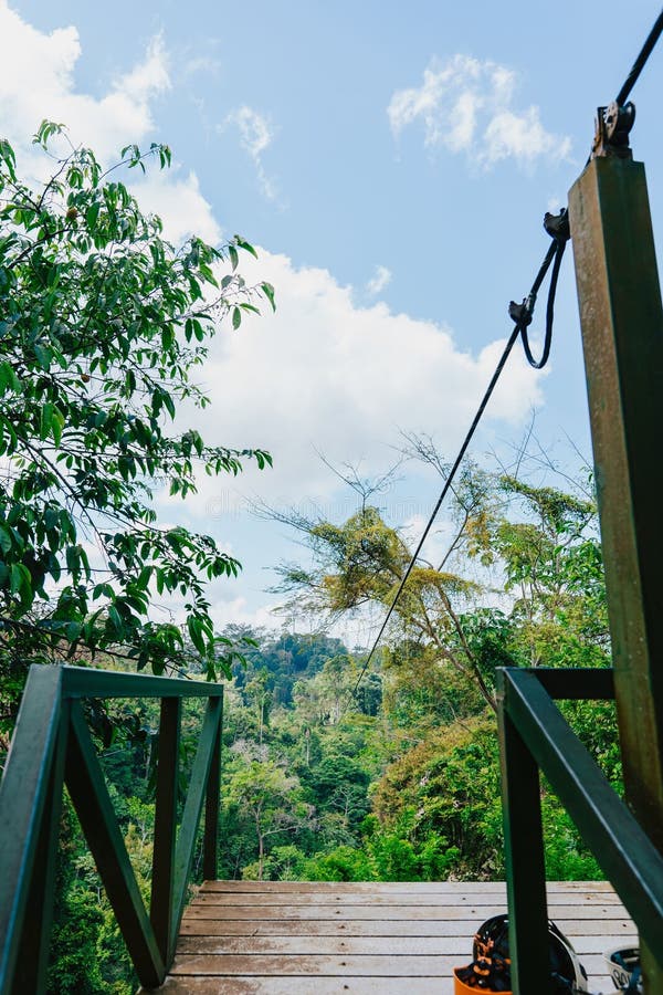 Wooden Platform of a Zipline Surrounded with Lush Vegetation Stock ...