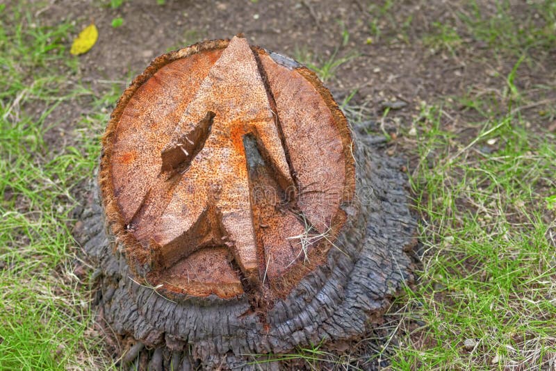 The Arrow Indicating the Direction is Cut Out on a Tree Stump Stock ...