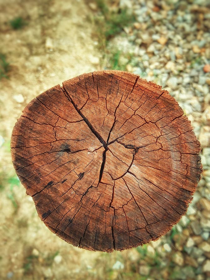 A wooden pole stock photo. Image of wood, nature, tree - 105178944