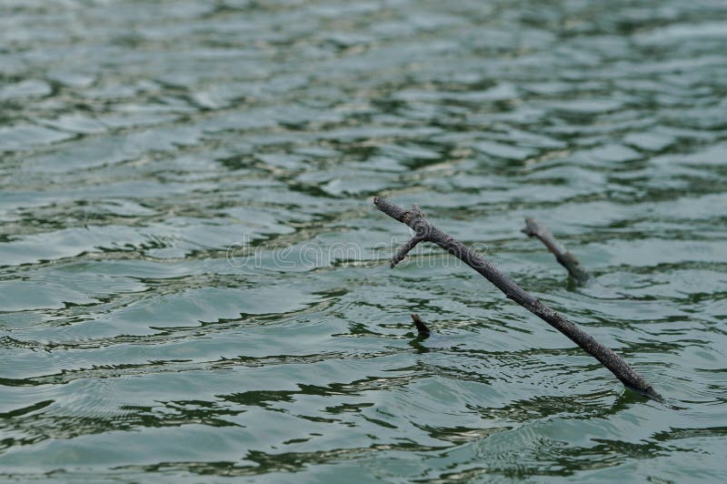 Wooden Pole Sticking Out of Water Stock Photo - Image of green ...
