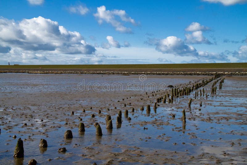 Tidal Mudflat Ecosystem , French Guiana Stock Image - Image of ...