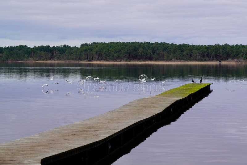 Wooden Pontoon in Lake with Birds Stock Photo - Image of sanguinet ...