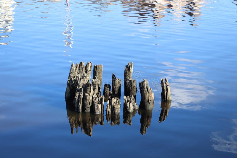 A Wooden Post Emerges from the Surface of the Water, Suitable for Use ...
