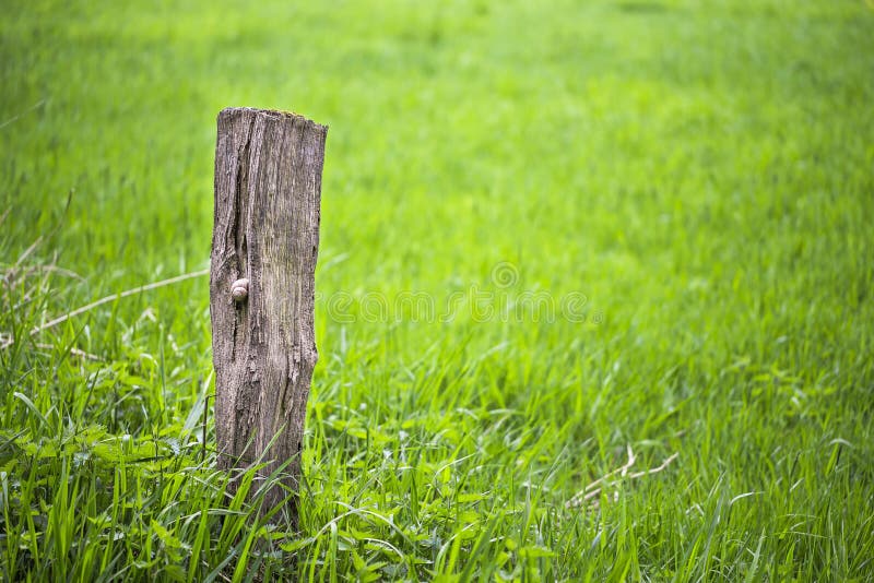 Wooden post in green field stock photo. Image of outside - 37560616