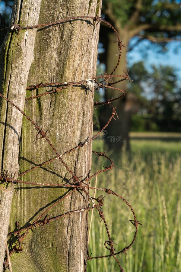 Wooden Post with Old, Rusty Barbed Wire Around it, in the Floodplains ...
