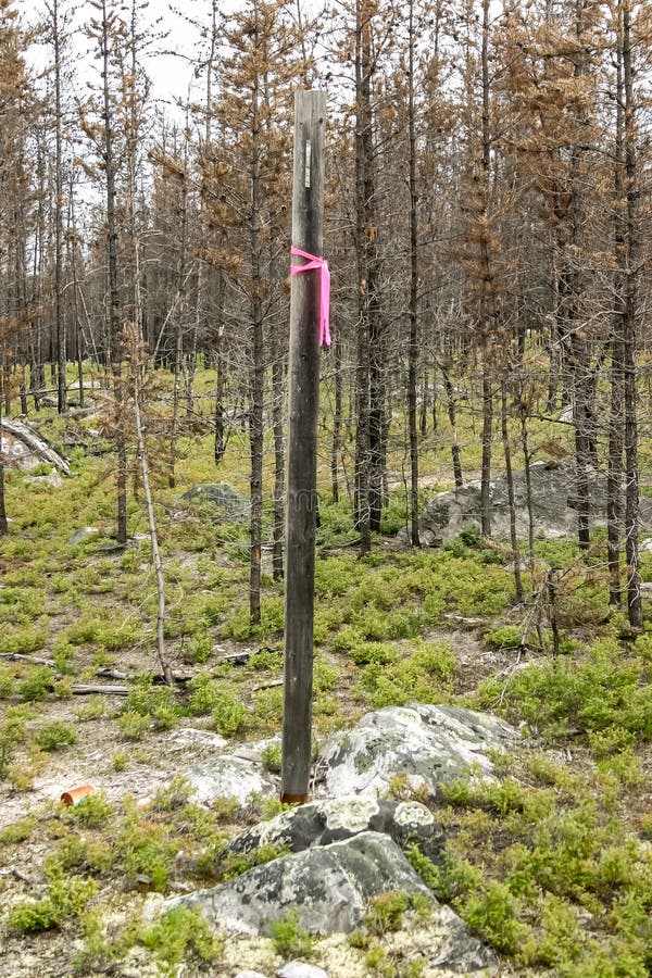 A Wooden Post with Pink String Tied To it is in a Forest Stock Photo ...