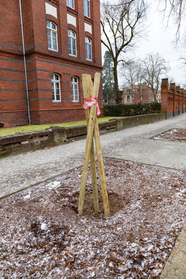 Wooden Post Tree Supports for Young Trees Supported by Three Posts ...
