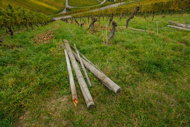 Wooden posts in a vineyard stock photo. Image of foliage - 203378928