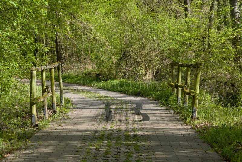 Wooden Railings in the Forest Stretch Along a Path among Trees and ...