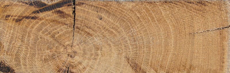 Wooden Rectangle, Tile Wallpaper. Old Oak Tree Stump As Background ...