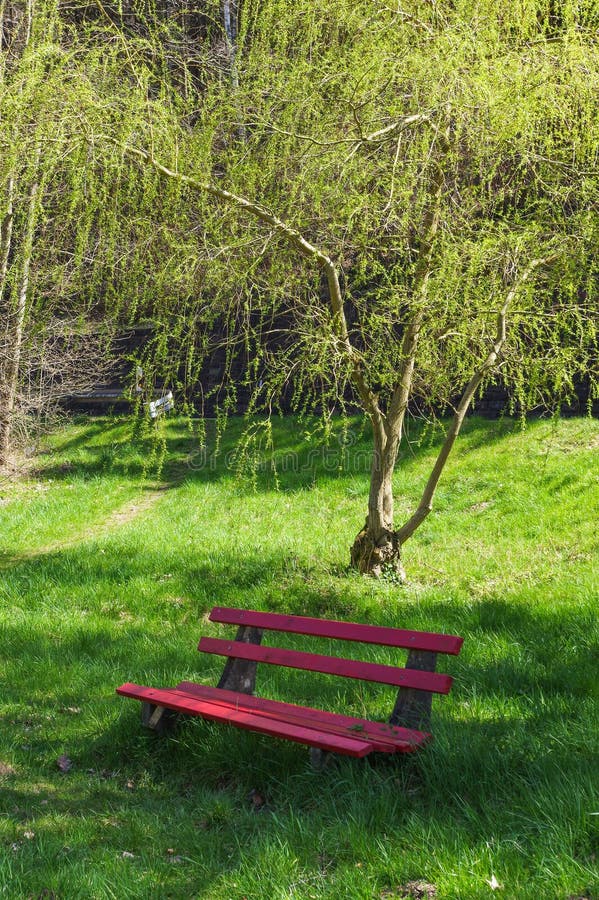 Wooden Red Bench Under Trees in the Park Stock Photo - Image of empty ...