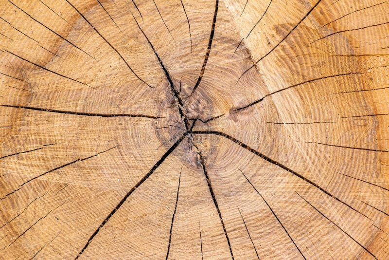 Wooden Rings, Annual Rings, Cut Tree Trunk Stock Photo - Image of stump ...