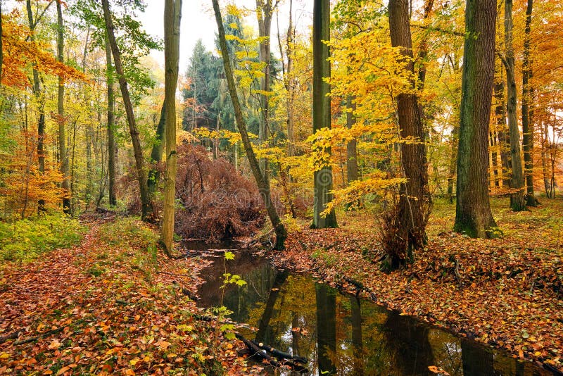 Wooden River in Autumn Forest Stock Image - Image of autumn, beauty ...