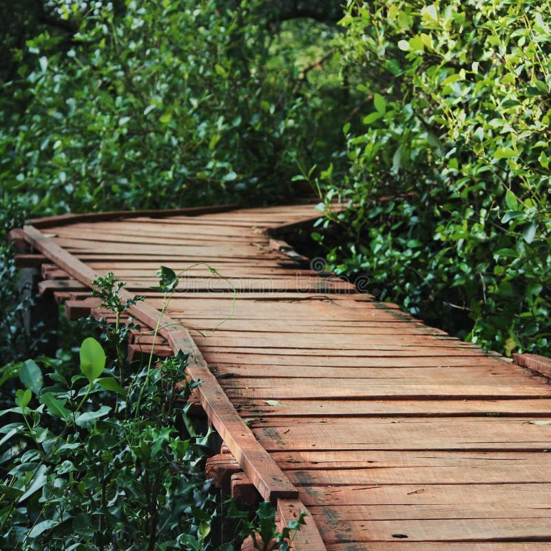 Wooden Road with Three People Walking on it on a Sunny Day with Trees ...