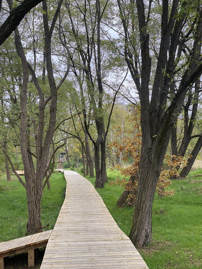 Wooden Road in the Park, Walking in Spring Park Stock Photo - Image of ...