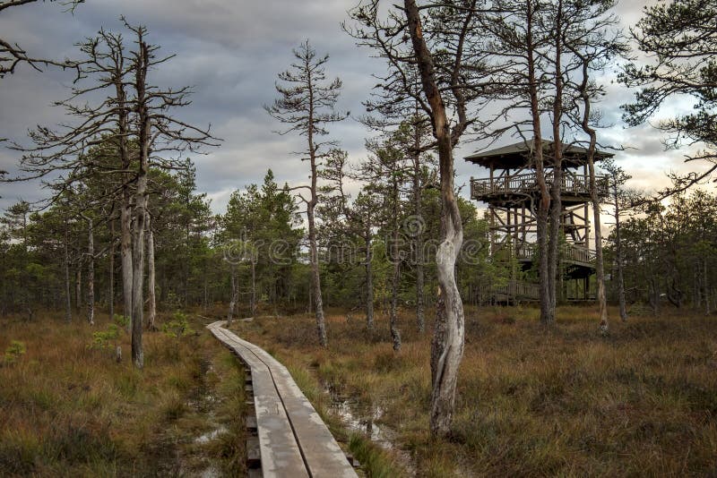 Road through a swamp stock image. Image of dreamy, summer - 162134713