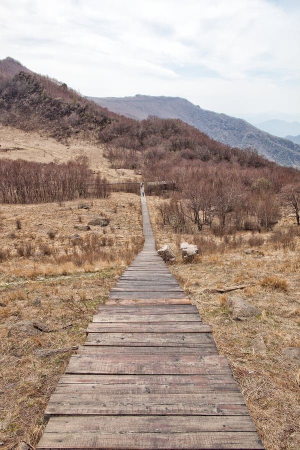 Wooden road stock image. Image of walkway, plant, path - 66779785