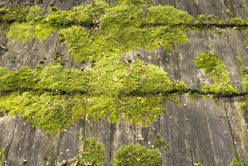 Wooden roof with moss stock image. Image of brown, pitch - 79129045