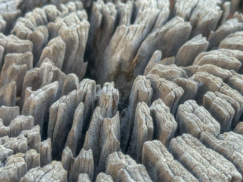 A Wooden Root Worn Down by Water and Time Stock Illustration ...