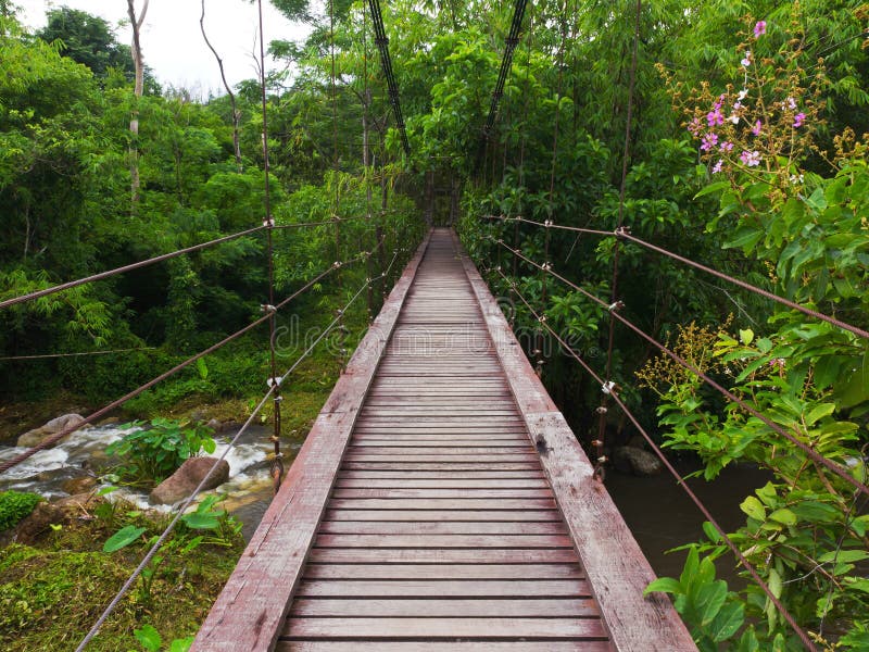 Wooden Rope Walkway in a Rainforest Stock Photo - Image of holiday ...