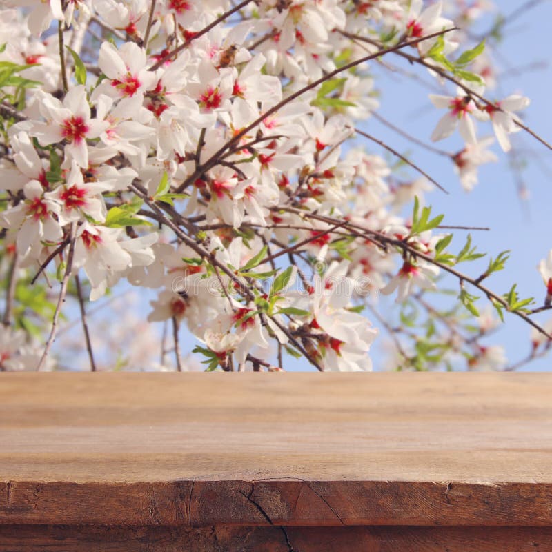 Wooden Rustic Table in Front of Spring Cherry Blossoms Tree. Product ...