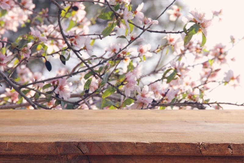 Wooden Rustic Table in Front of Spring Cherry Blossoms Tree. Product ...