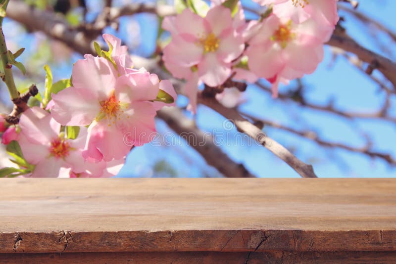 Wooden Rustic Table in Front of Spring Cherry Blossoms Tree. Product ...